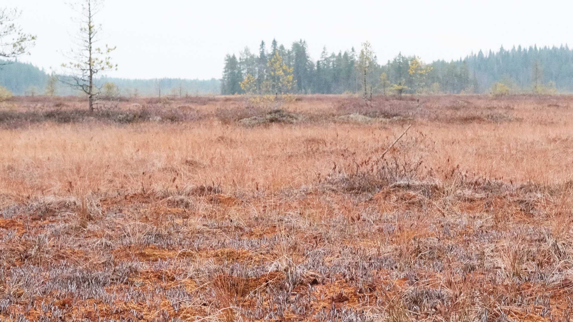 Oulun kaupunki sai uuden luonnonsuojelualueen Tuppisuolle – alueen nimeksi tuli Stuppisuo – Mun Oulu